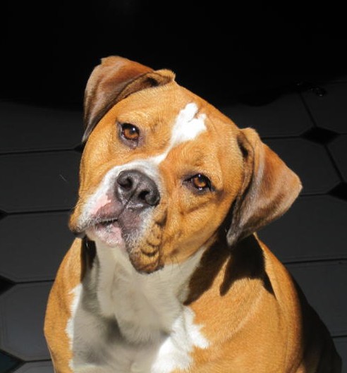 Adult Beabull Bulls-Rockin R Puppies