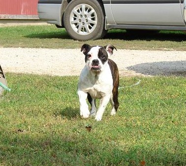 Adult Mini Bulls-Rockin R Puppies