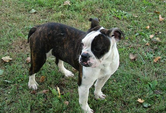 Adult Mini Bulls-Rockin R Puppies