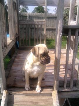 Adult Puggle Bulls-Rockin R Puppies