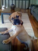 Adult Puggle Bulls-Rockin R Puppies