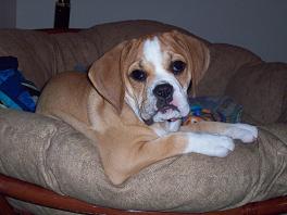 Adult Puggle Bulls-Rockin R Puppies