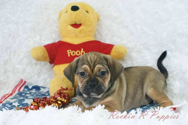 Auggie: Rockin R Puppies
