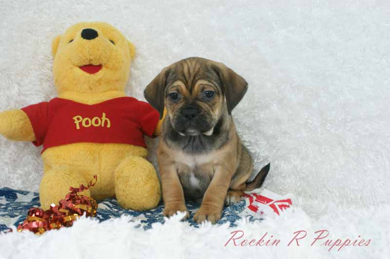 Auggie: Rockin R Puppies