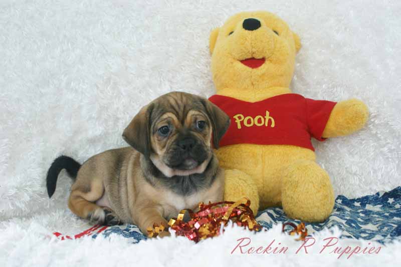 Auggie: Rockin R Puppies