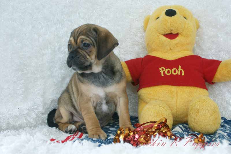 Auggie: Rockin R Puppies