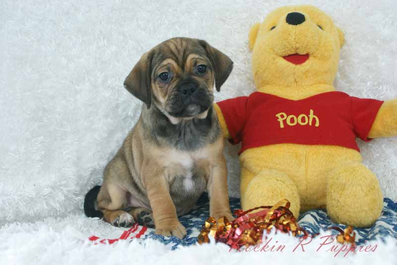 Auggie: Rockin R Puppies