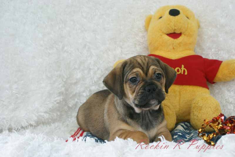 Auggie: Rockin R Puppies