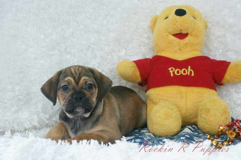 Auggie: Rockin R Puppies