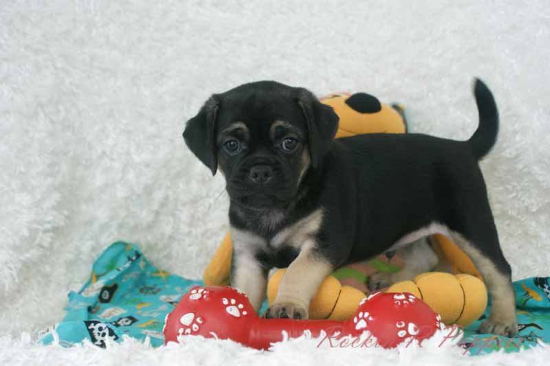 Bear: Rockin R Puppies