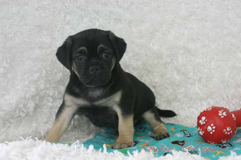 Bear: Rockin R Puppies