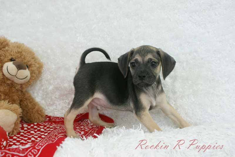 Beau: Rockin R Puppies