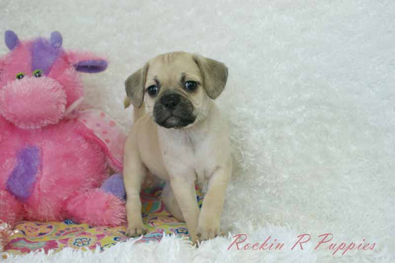 Biscuit: Rockin R Puppies