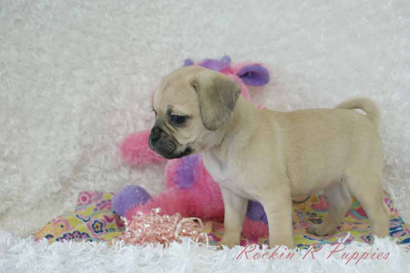 Biscuit: Rockin R Puppies