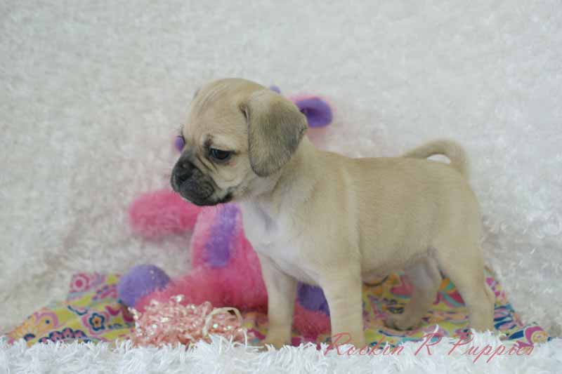 Biscuit: Rockin R Puppies