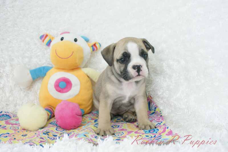 Chelsea: Rockin R Puppies