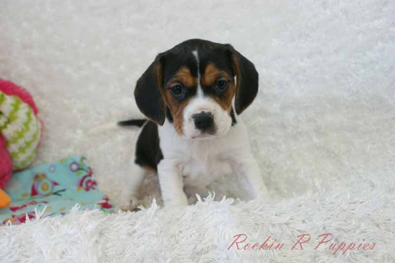 Izzy: Rockin R Puppies