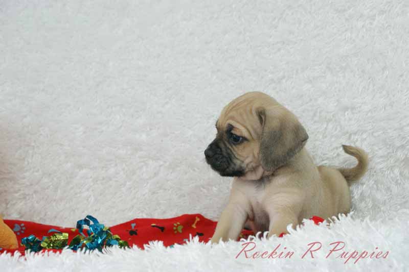 Jace: Rockin R Puppies