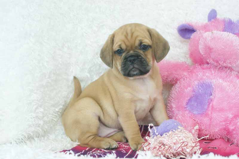 Jade: Rockin R Puppies