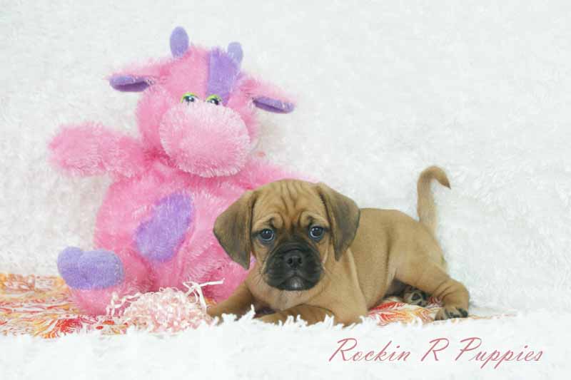 Maple: Rockin R Puppies