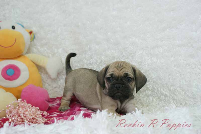 Miley: Rockin R Puppies