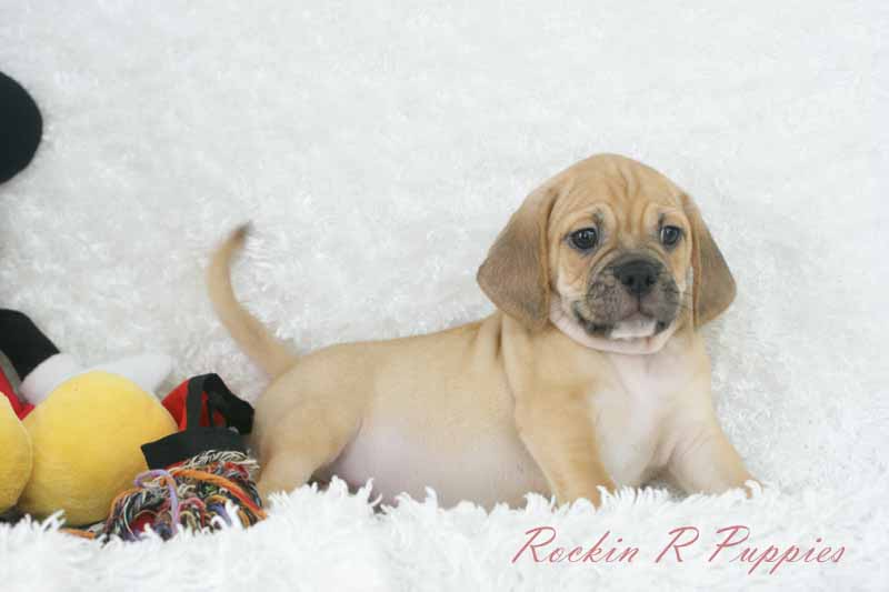 Moose: Rockin R Puppies