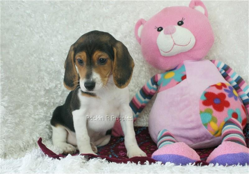Annie Beagle Rockin R Puppies