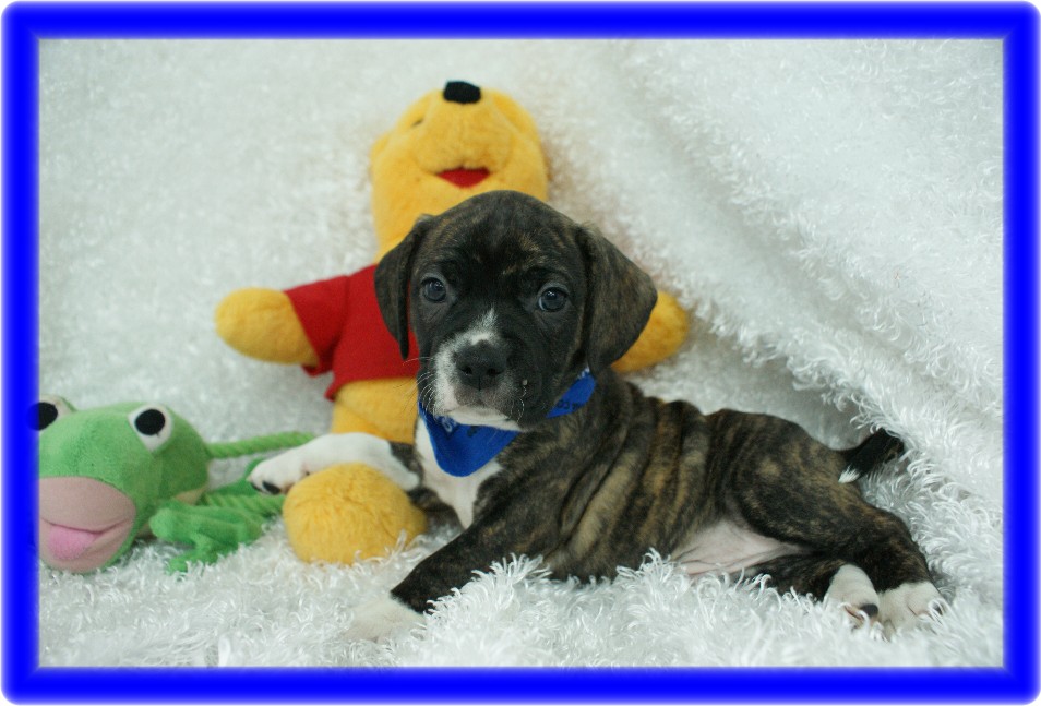 Bear Boggle Rockin R Puppies