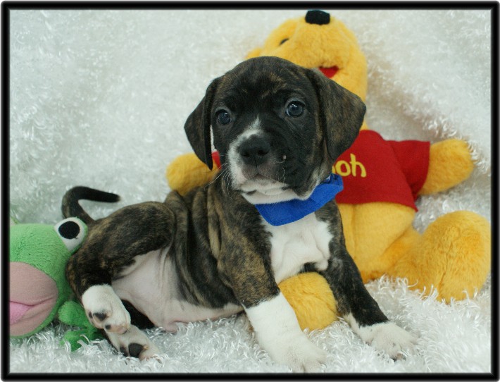 Bear Boggle Rockin R Puppies