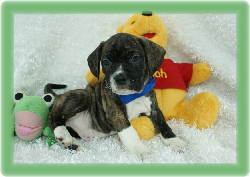 Bear Boggle Rockin R Puppies