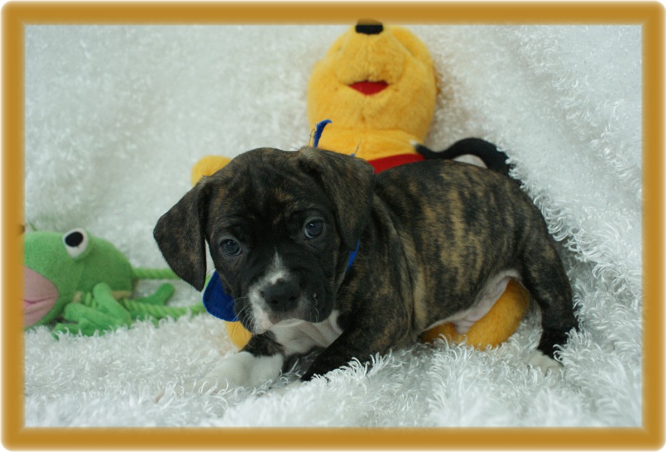 Bear Boggle Rockin R Puppies