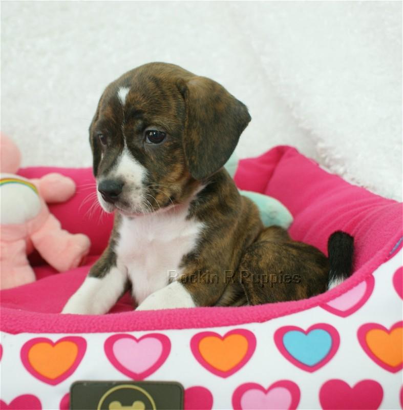 Blossom Boggle Rockin R Puppies
