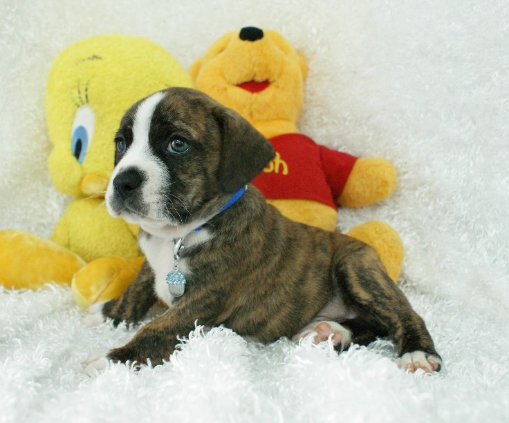 Buzz Boggle Rockin R Puppies