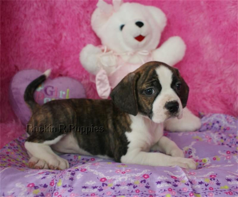Capri Boggle Rockin R Puppies