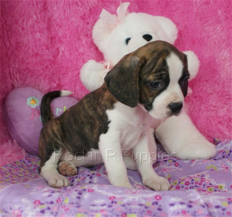Capri Boggle Rockin R Puppies