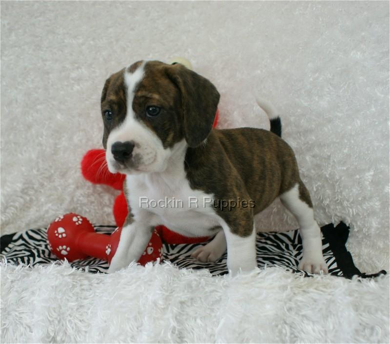 Murphy Boggle Rockin R Puppies