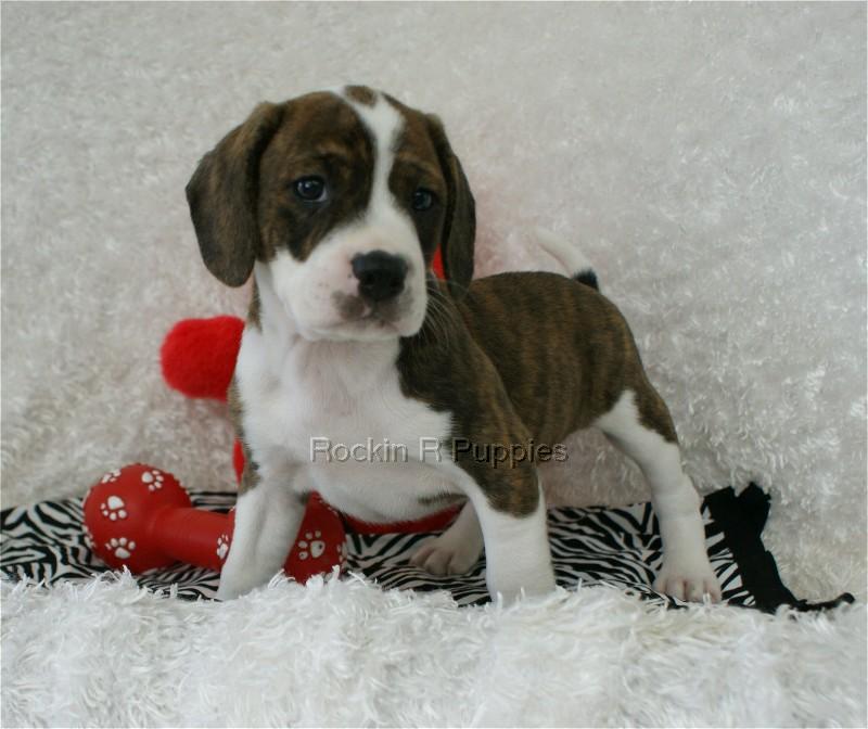 Murphy Boggle Rockin R Puppies