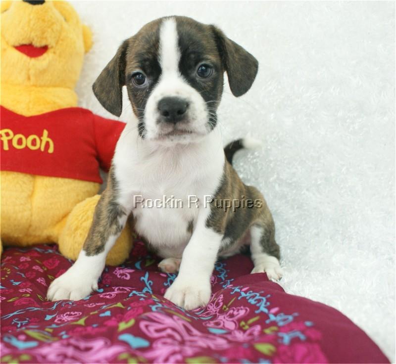 Petey Boggle Rockin R Puppies