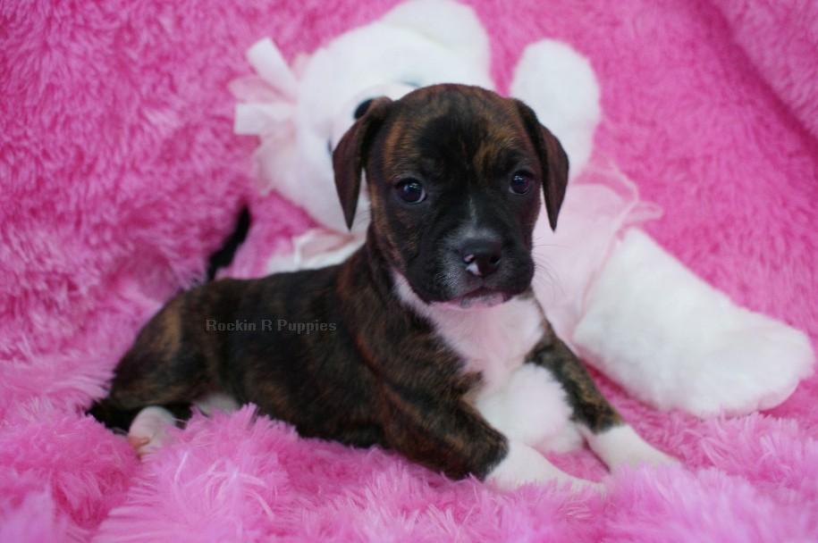 Smoochy Boggle Rockin R Puppies