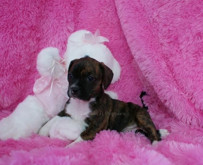 Smoochy Boggle Rockin R Puppies