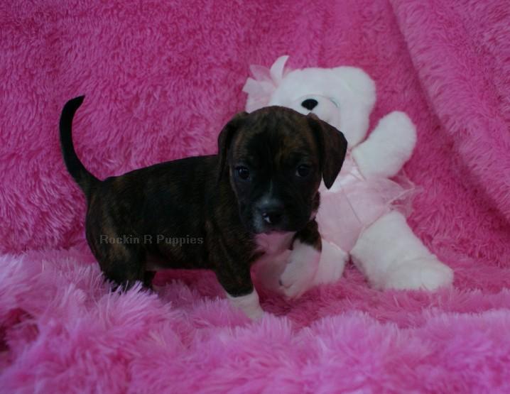 Smoochy Boggle Rockin R Puppies