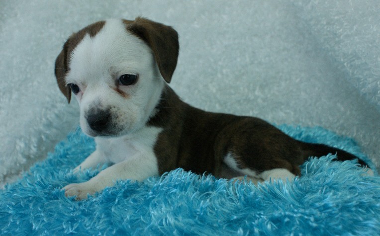 Star Boggle Rockin R Puppies