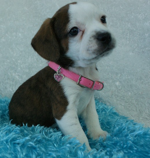 Star Boggle Rockin R Puppies