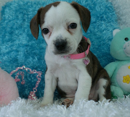 Star Boggle Rockin R Puppies