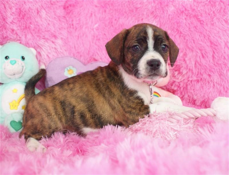 Whisper Boggle Rockin R Puppies