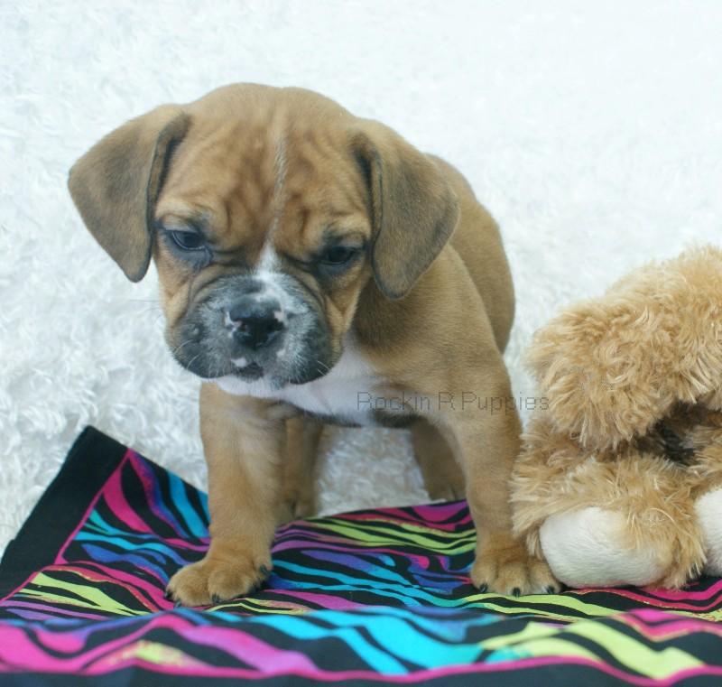 Abby Beabull Bull: Rockin R Puppies