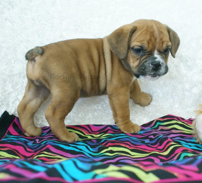 Abby Beabull Bull: Rockin R Puppies