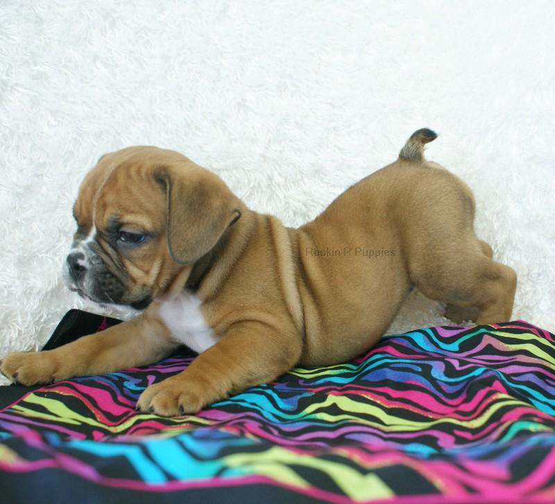 Abby Beabull Bull: Rockin R Puppies