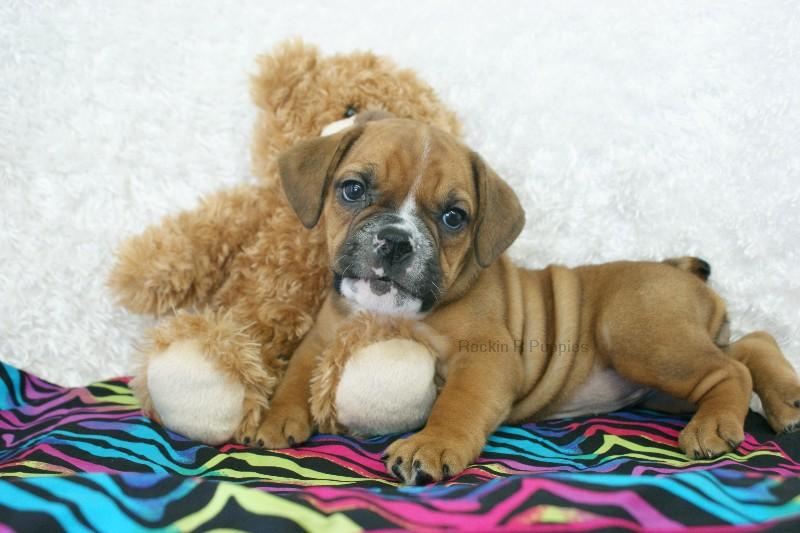 Abby Beabull Bull: Rockin R Puppies