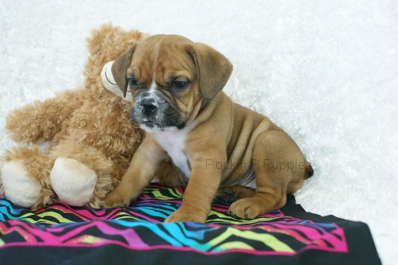 Abby Beabull Bull: Rockin R Puppies